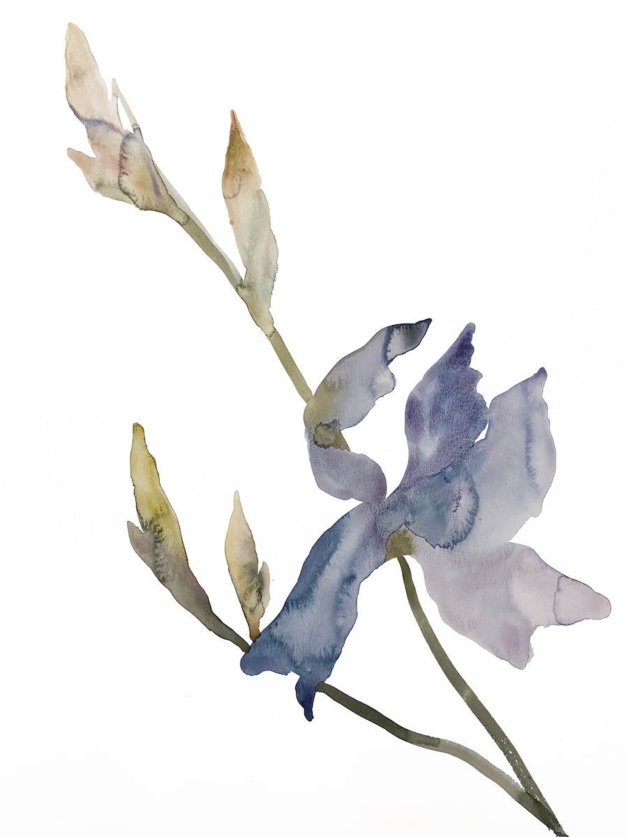 ORIGINAL IRISES – Elizabeth Becker Art
