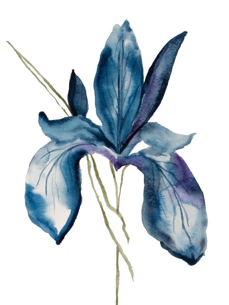Iris No. 189 - Original Watercolor Floral Painting – Elizabeth Becker Art