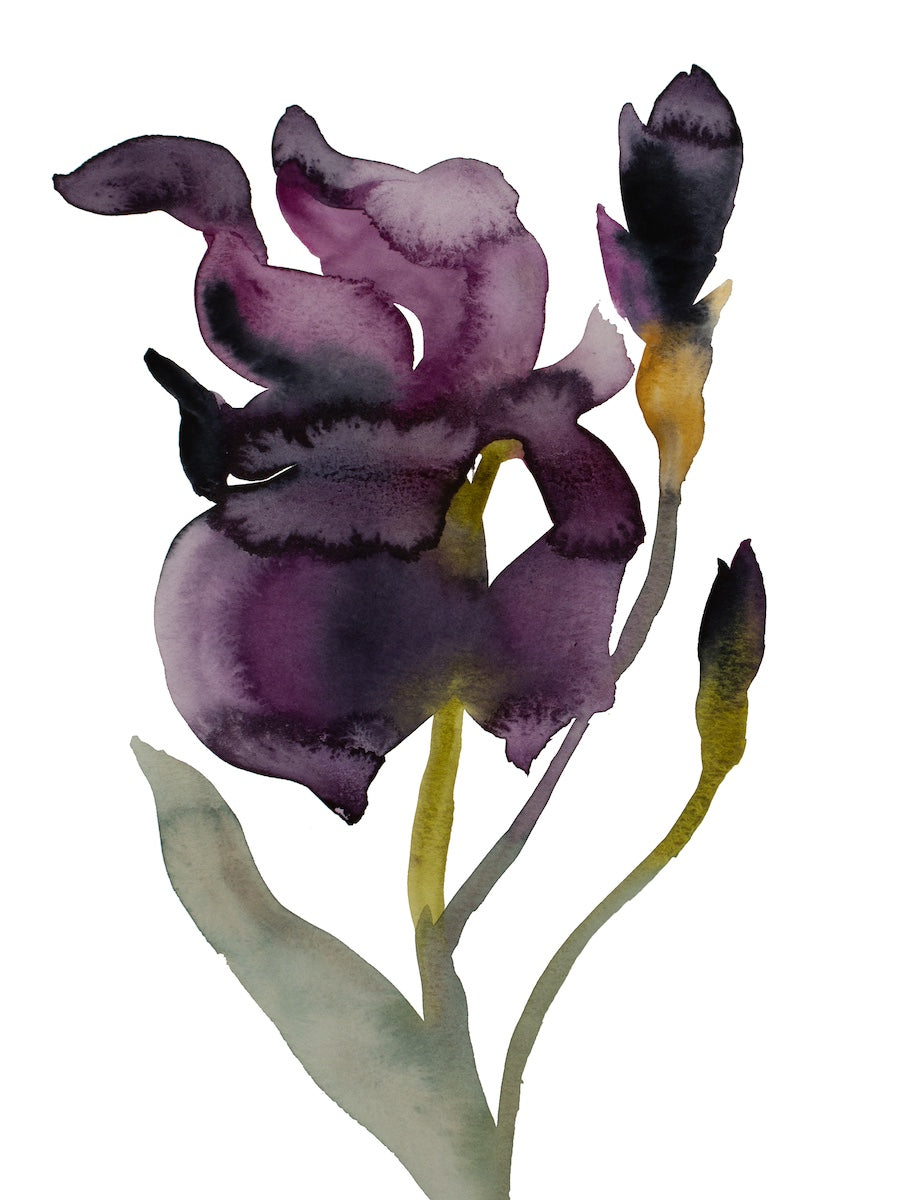 Iris No. 207 - Original Watercolor Flowers Painting – Elizabeth Becker Art