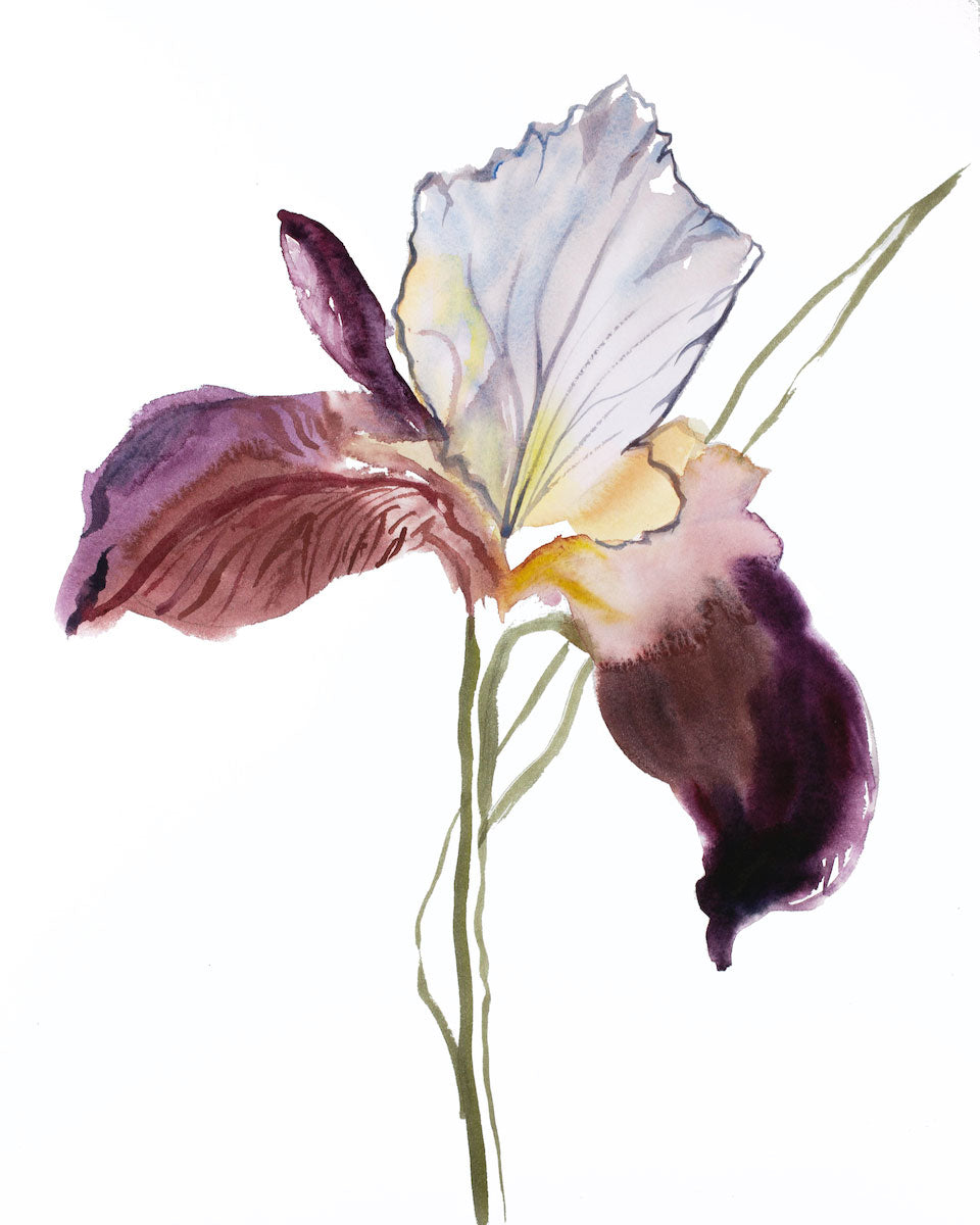 Iris No. 107 - Original Watercolor Floral Painting – Elizabeth Becker Art