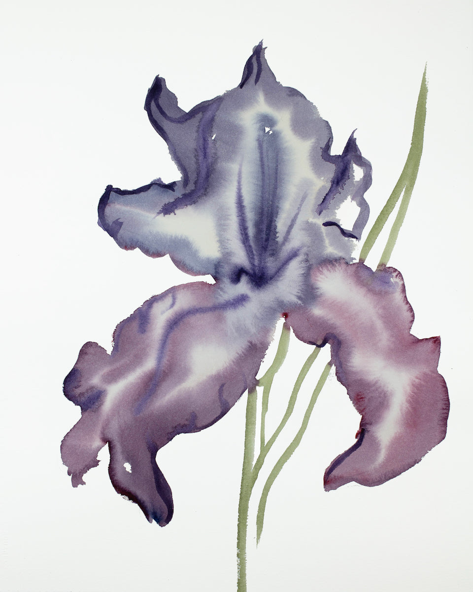 Iris No. 113 - Original Watercolor Floral Painting – Elizabeth Becker Art