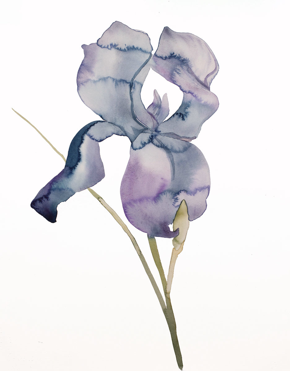 Iris No. 171 - Original Watercolor Floral Painting – Elizabeth Becker Art