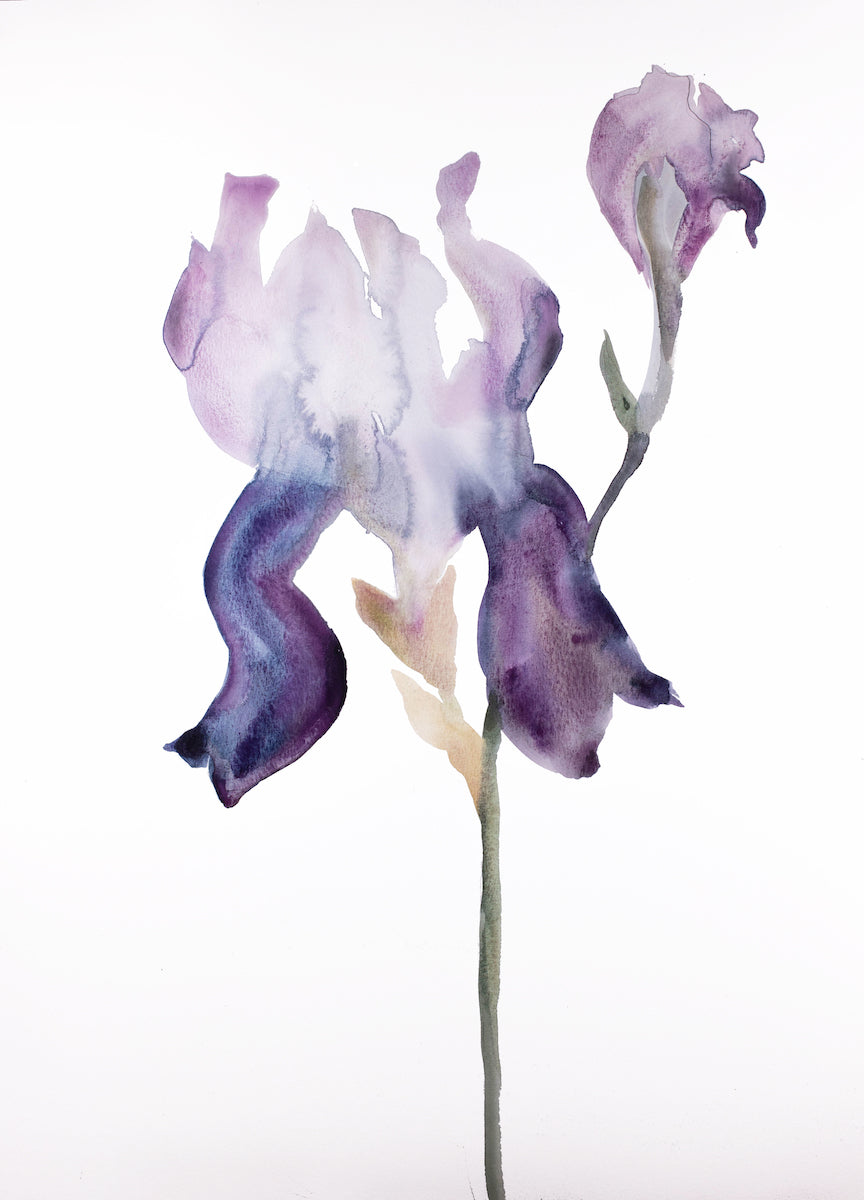 Iris No. 175 - Original Watercolor Floral Painting – Elizabeth Becker Art