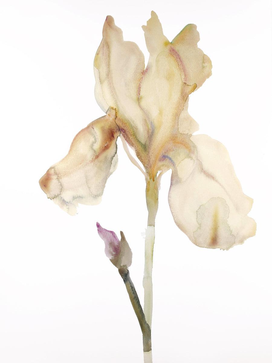 Iris No. 179 - Original Watercolor Floral Painting – Elizabeth Becker Art