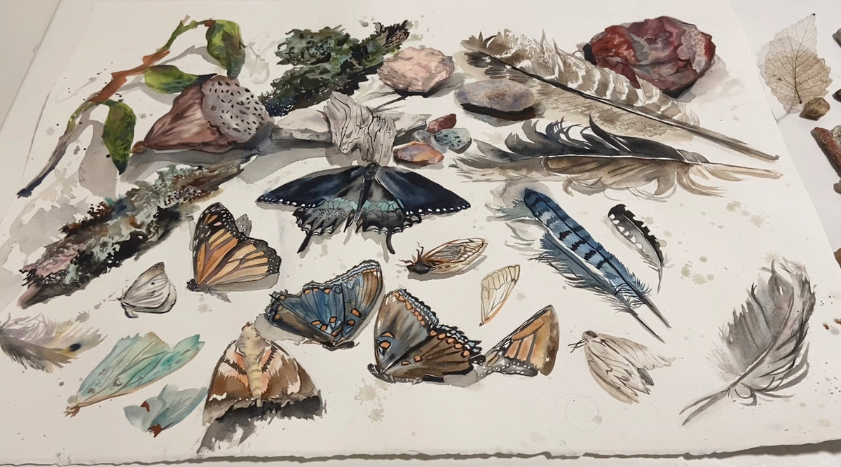 Nature Collections – Elizabeth Becker Art
