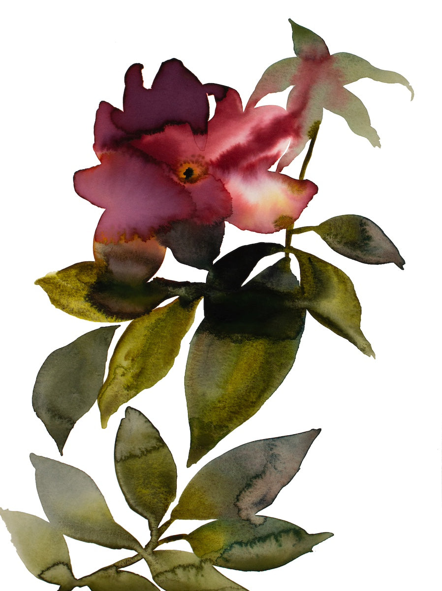 Rose Study No. 91 - Original Watercolor Flowers Painting – Elizabeth ...