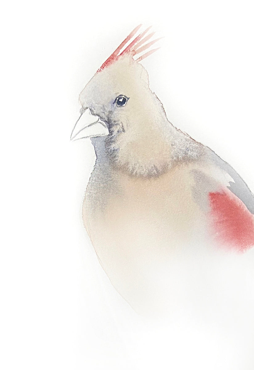Female Cardinal Drawing
