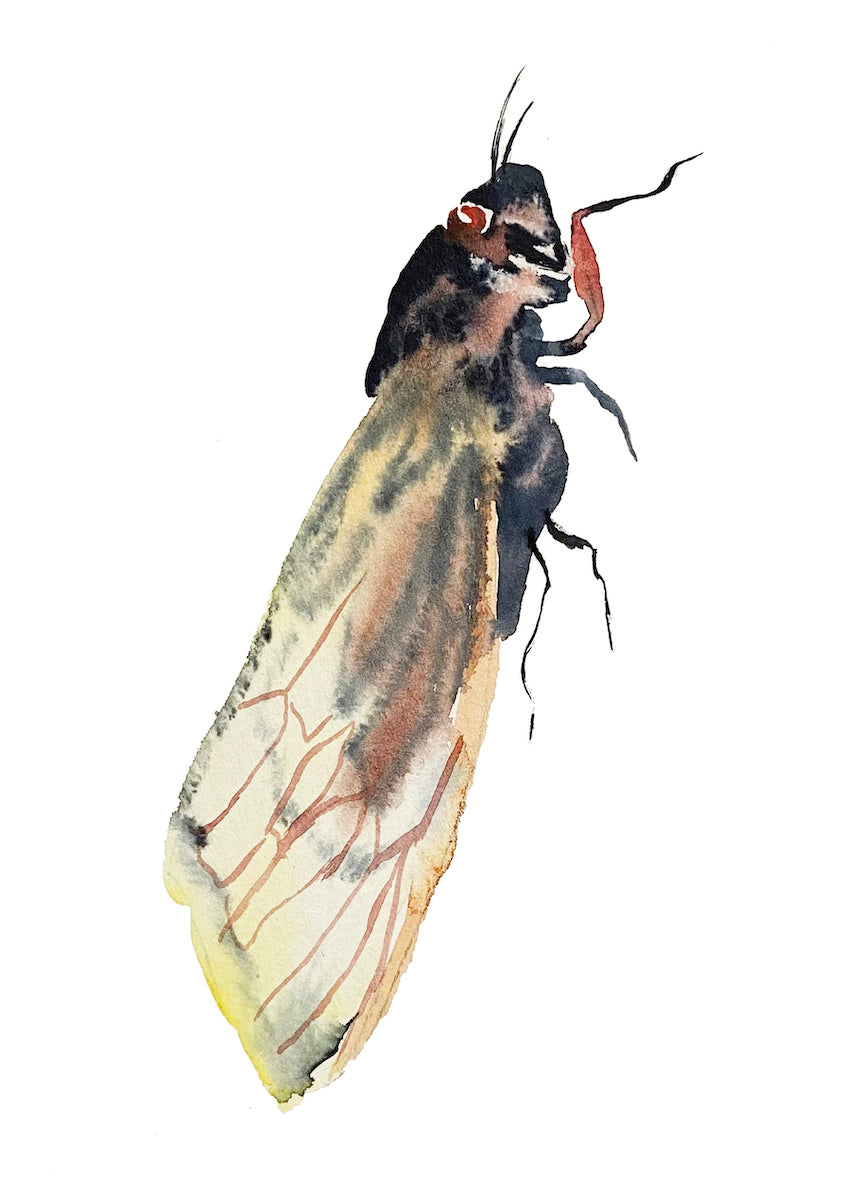 Cicada - Original Watercolor Painting – Elizabeth Becker Art