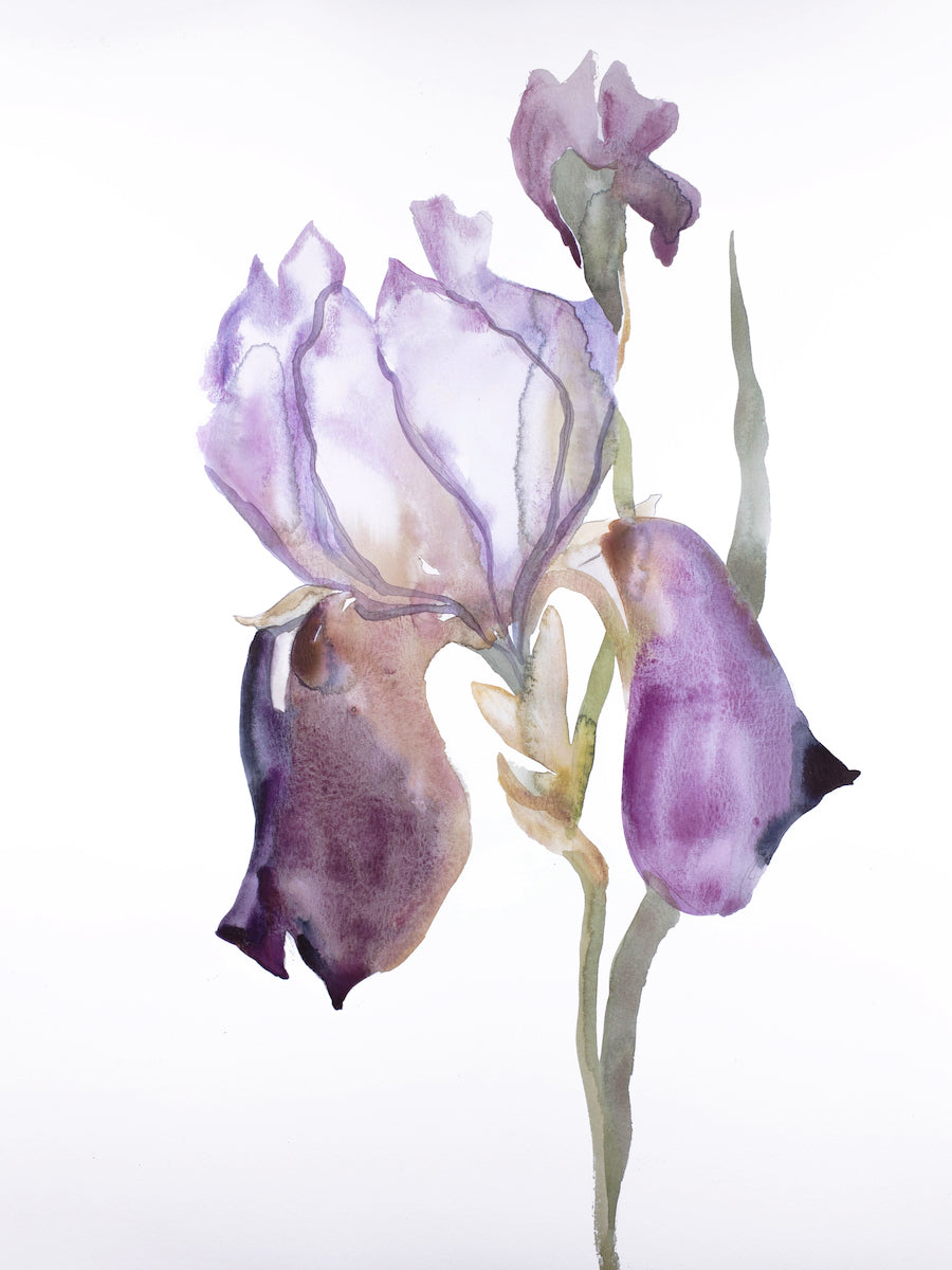 Iris No. 176 - Original Watercolor Floral Painting – Elizabeth Becker Art