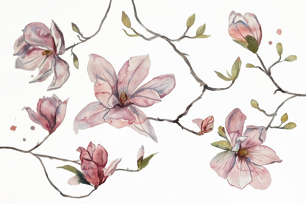 Magnolia No. 50 - Original Watercolor Botanical Flower Painting ...